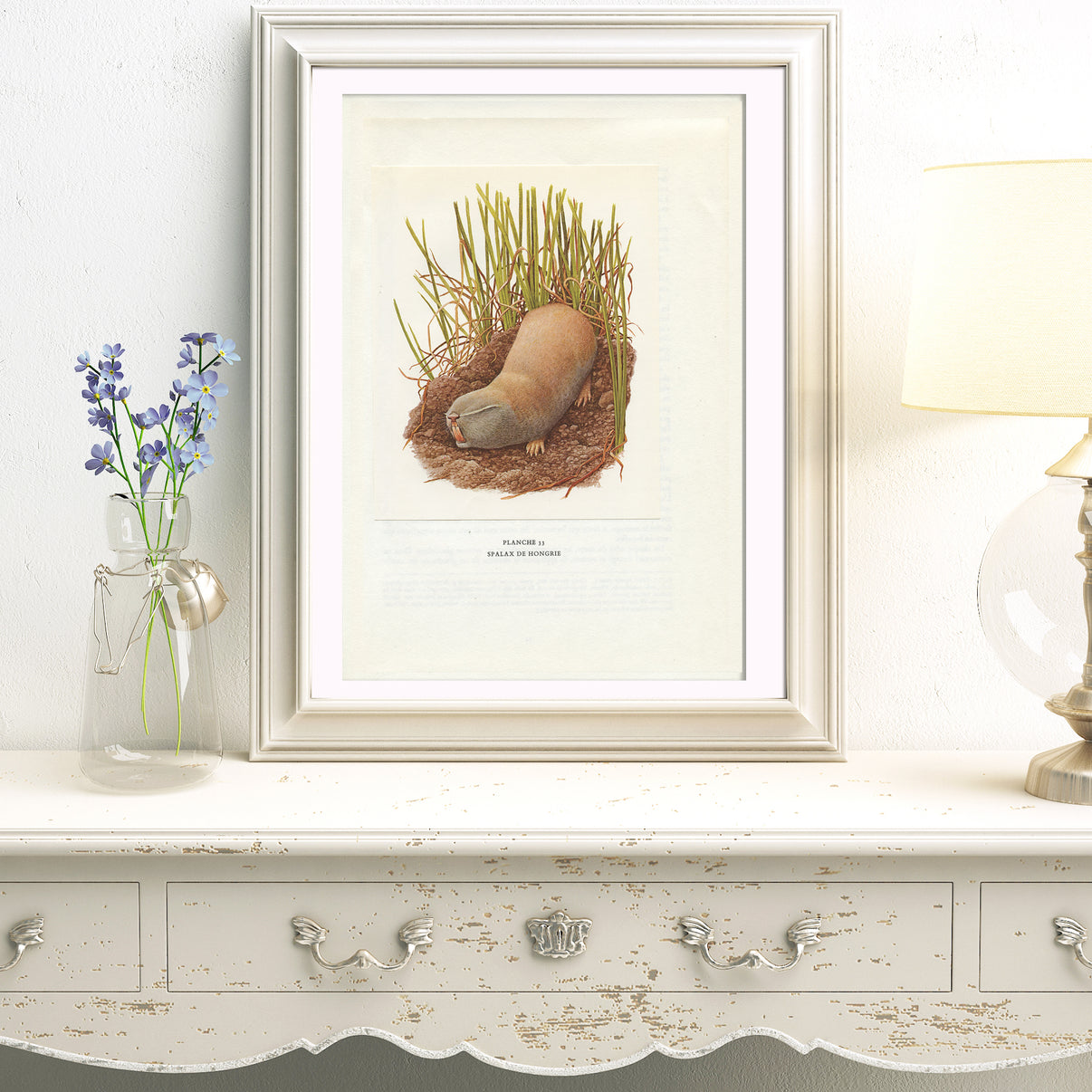 1970 Spalax Mole Rat Print by Paul Barruel