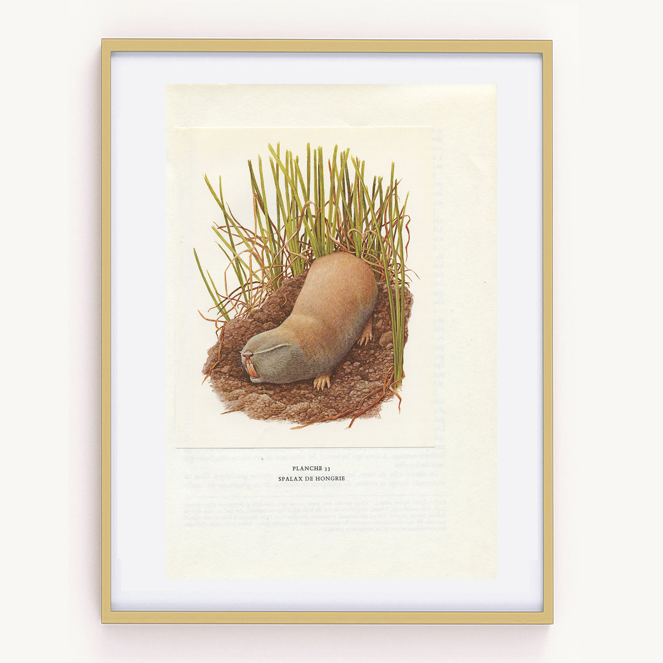 1970 Spalax Mole Rat Print by Paul Barruel