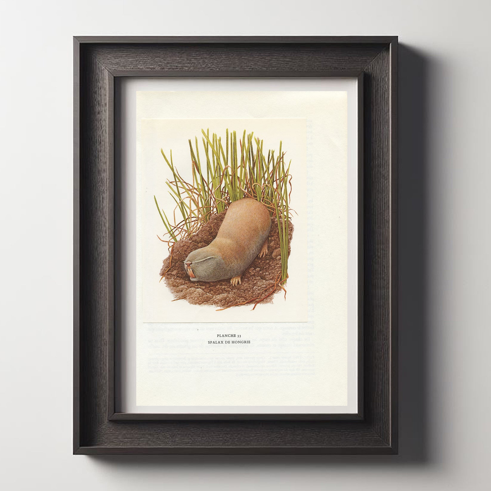 1970 Spalax Mole Rat Print by Paul Barruel