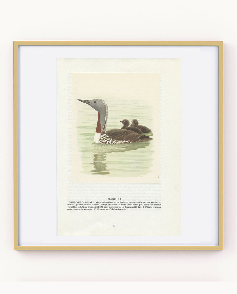1962 Red throated loon diver bird print with babies
