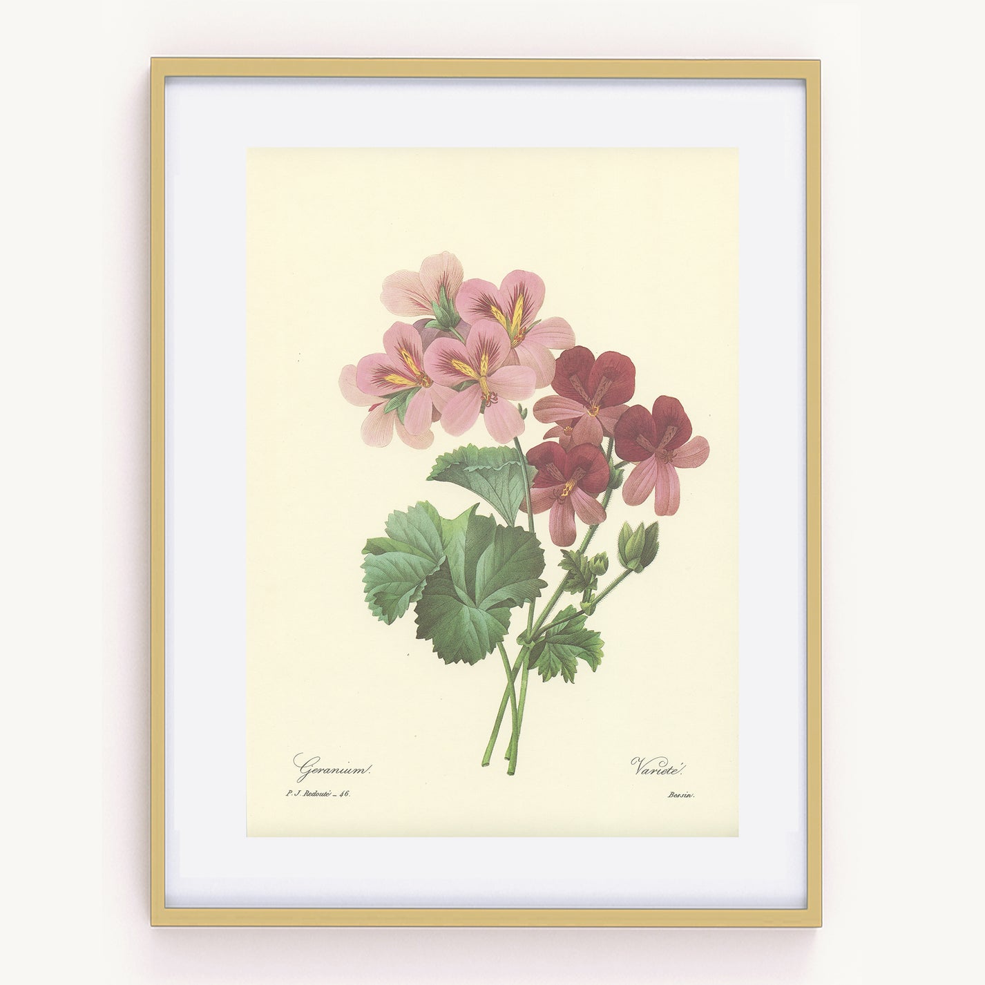 1986 Geranium print by Redoute