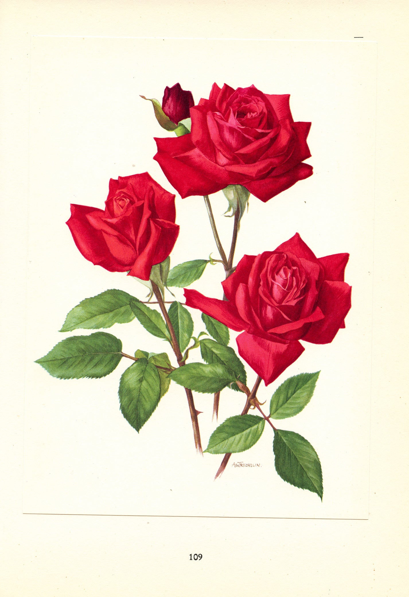 1962 Christian Dior Red Rose Botanical Print