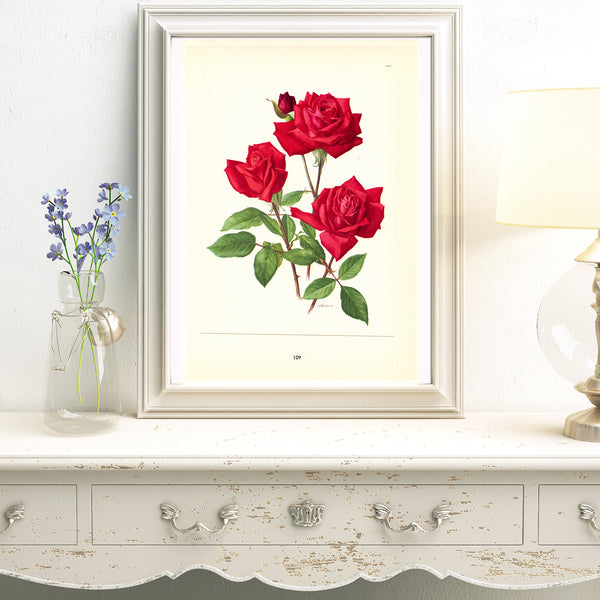 1962 Christian Dior Red Rose Botanical Print