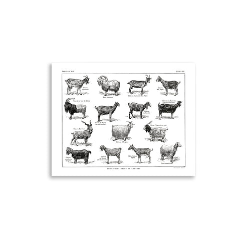 Horizontal Goat Poster