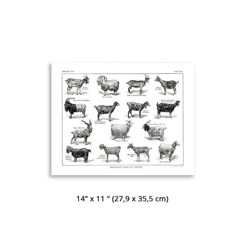 Horizontal Goat Poster