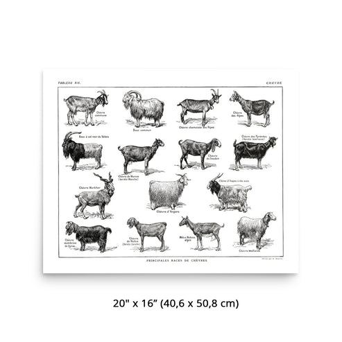 Horizontal Goat Poster