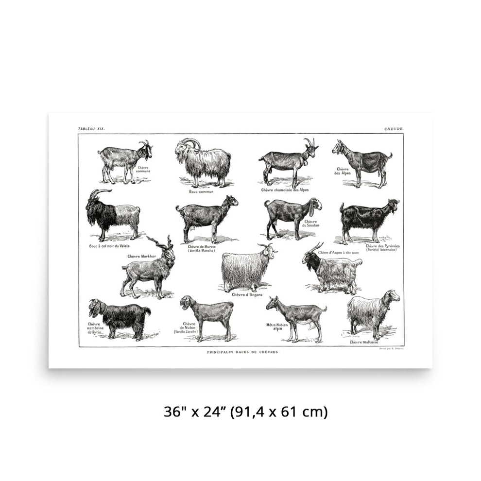 Horizontal Goat Poster