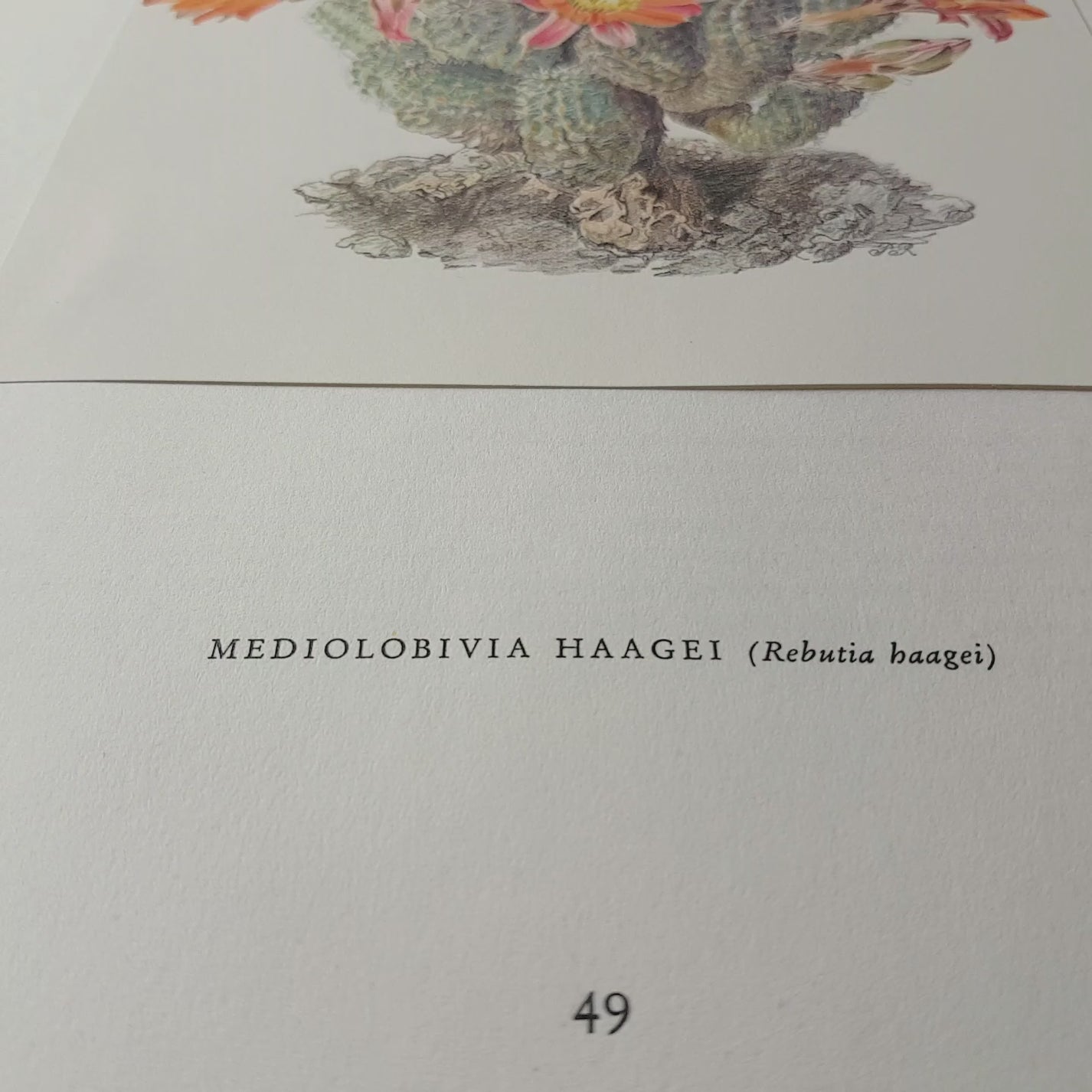1954 Mediolobivia Haagei cactus print