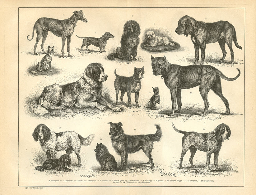 1890 Antique German Dog Breeds Print + Chicken & Wild Fowls