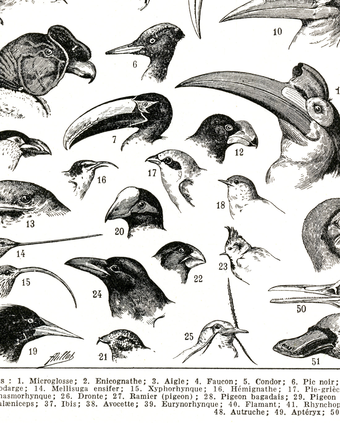 Horizontal Bird beaks poster by Adolphe Millot for Ornithology Science
