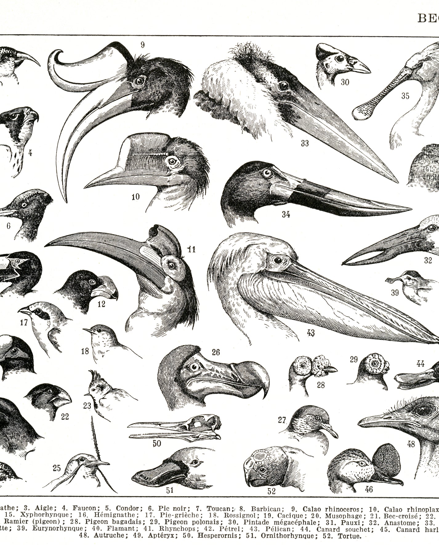 Horizontal Bird beaks poster by Adolphe Millot for Ornithology Science
