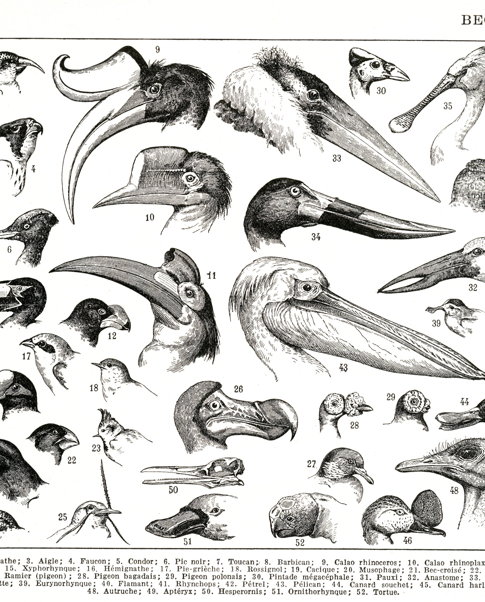 Horizontal Bird beaks poster by Adolphe Millot for Ornithology Science