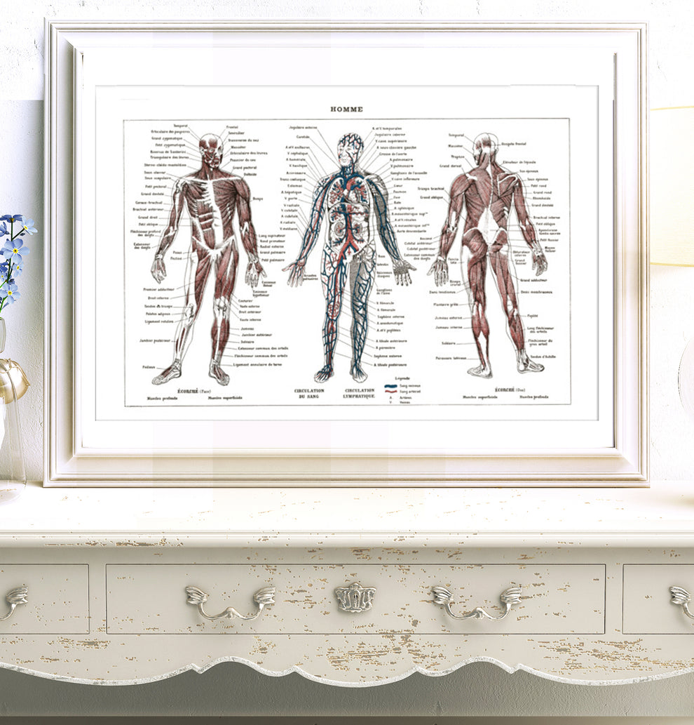 Large Human Anatomy Poster - White background