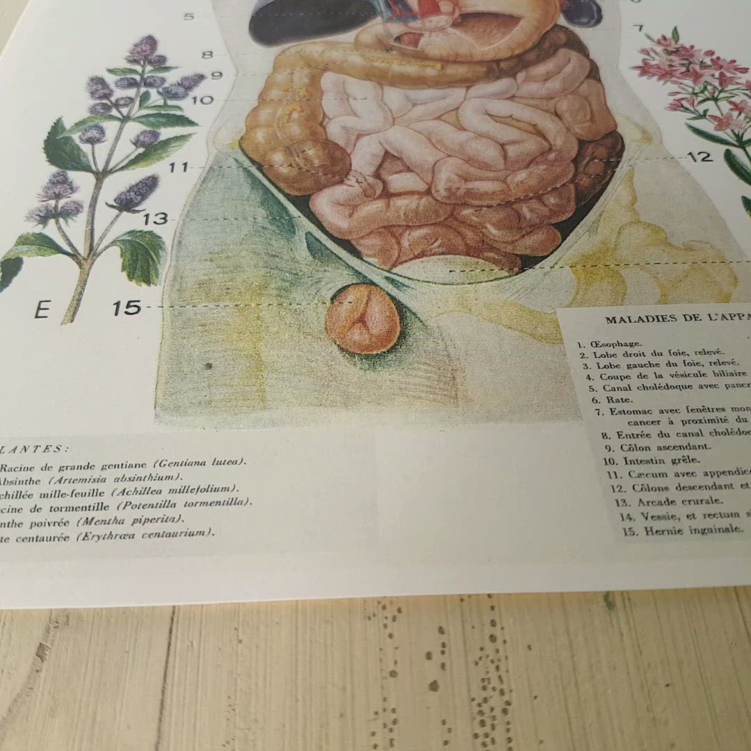 Framed A4 Vintage digestive system anatomy reprint from 1950