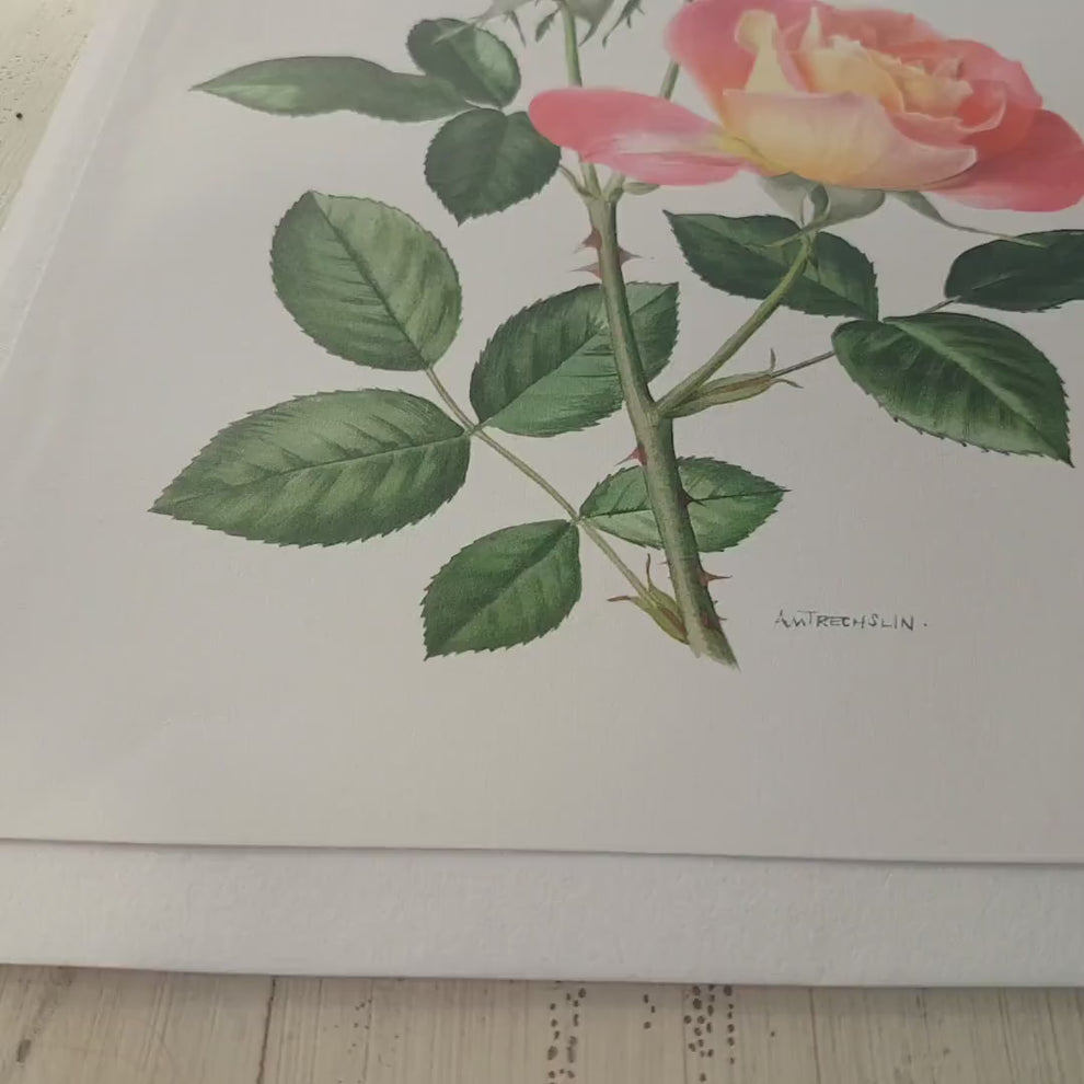 1967 Sea Pearl Rose Botanical Print