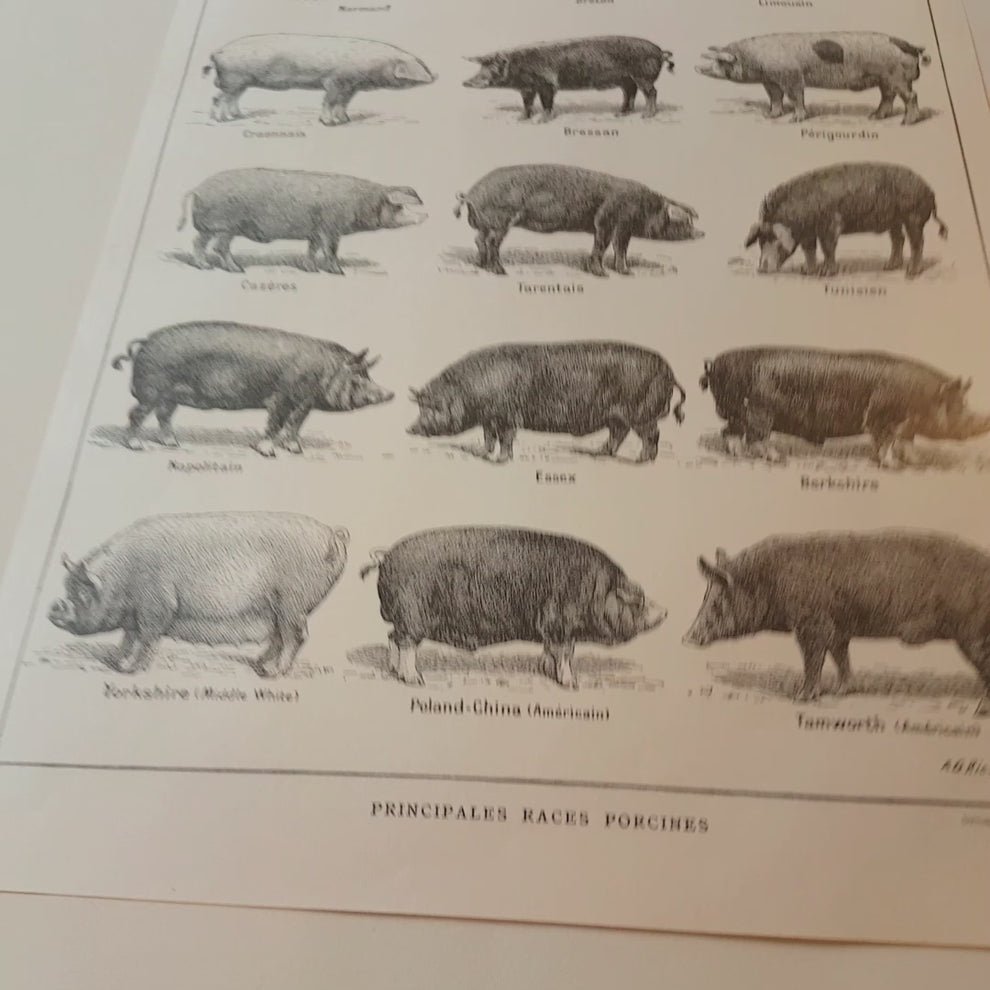 Antique French Pigs Breeds Chart