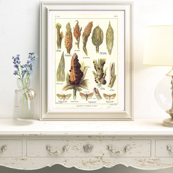 1921 Antique Corn Vegetable poster. Pests & Diseases.