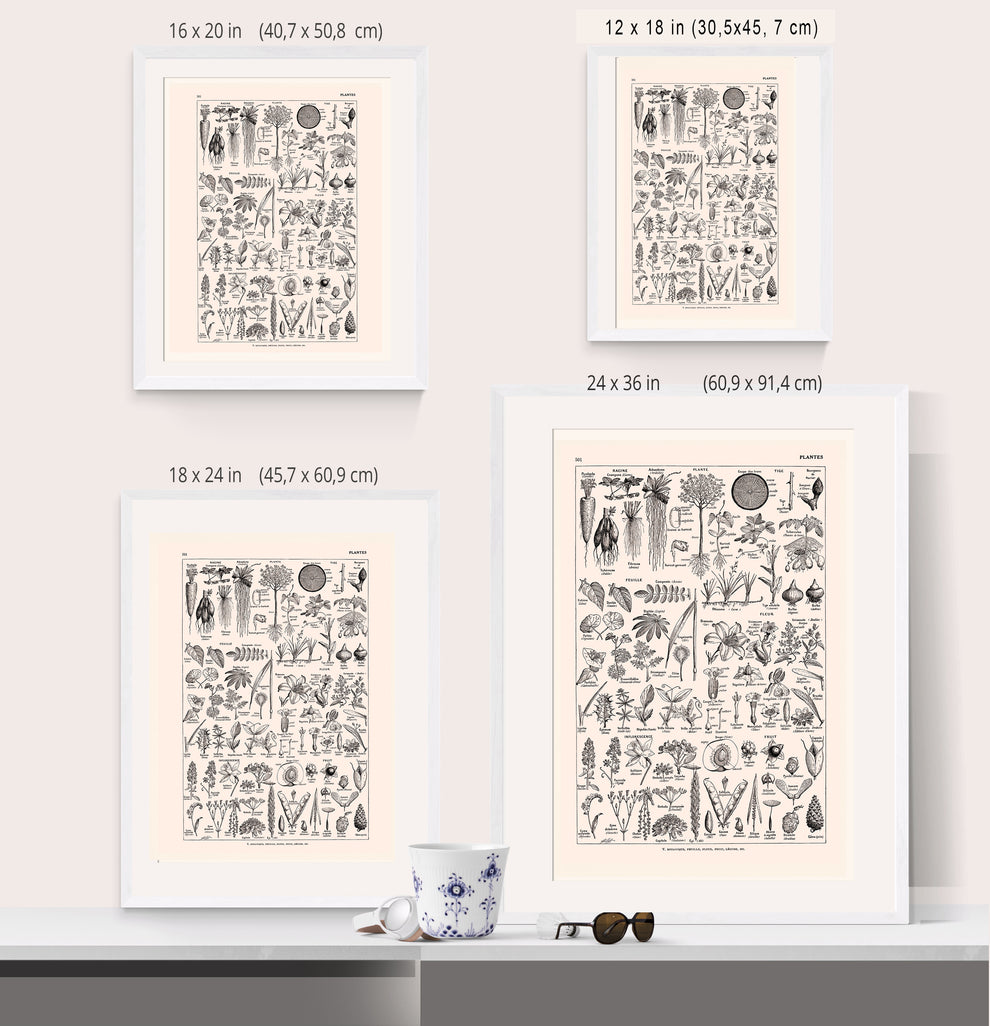 Large Scientific Botanical Plants Poster
