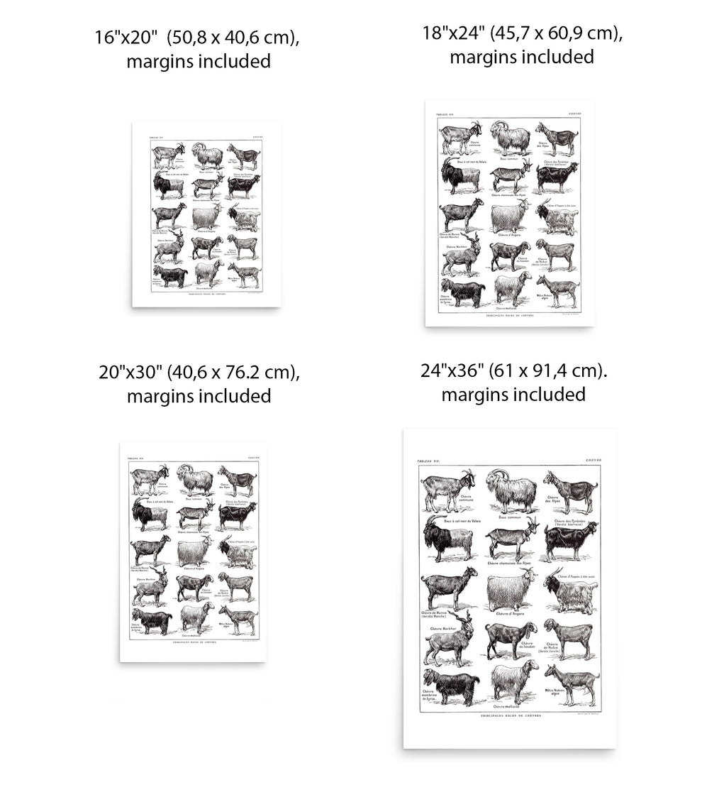 Large Goats Poster