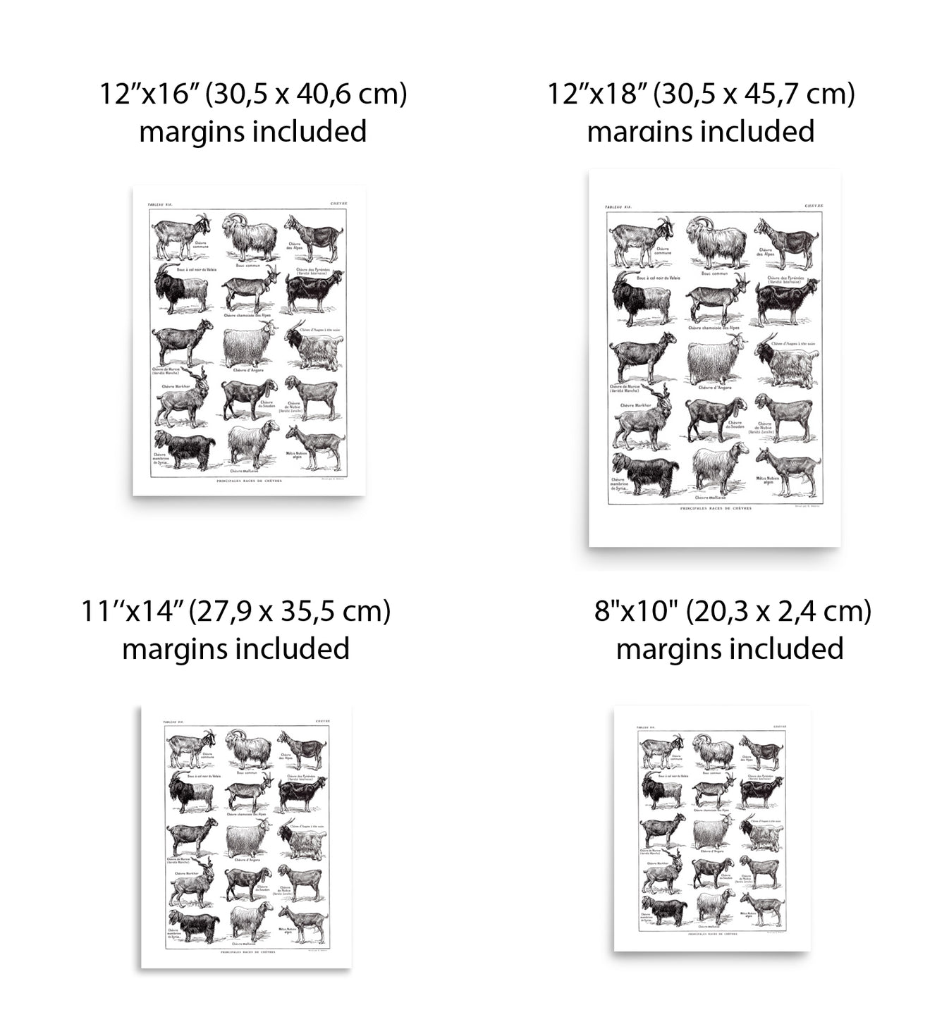 Large Goats Poster