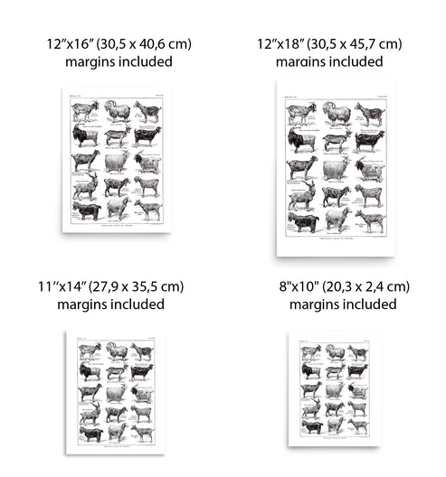 Large Goats Poster