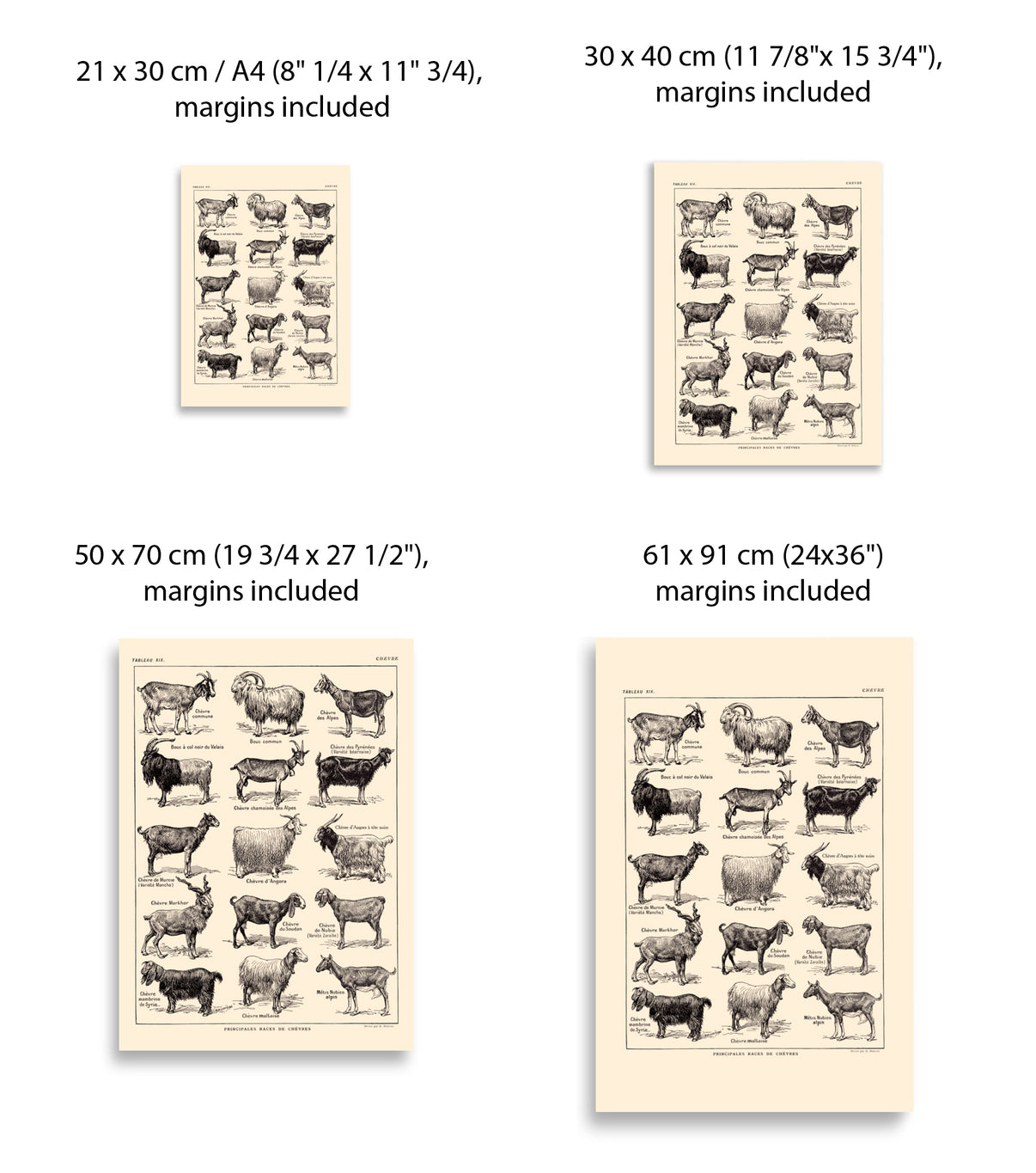 Large Goats Poster