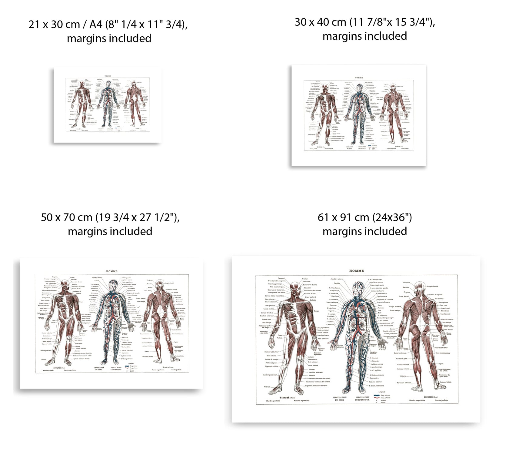 Large Human Anatomy Poster - White background