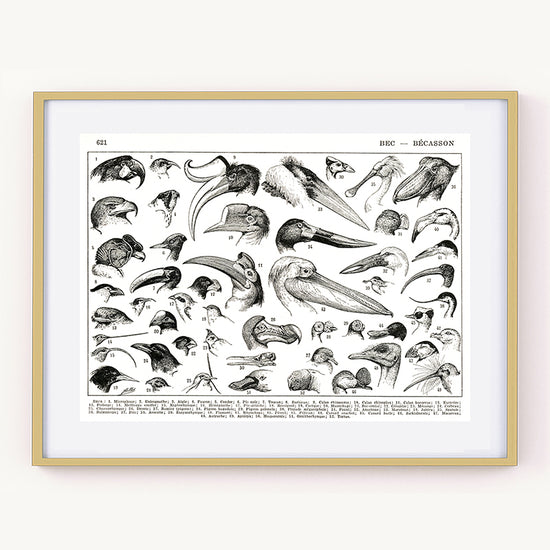 Horizontal Bird beaks poster by Adolphe Millot for Ornithology Science