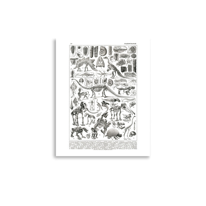 Large Paleontology Poster - Prehistory / Dinosaurs