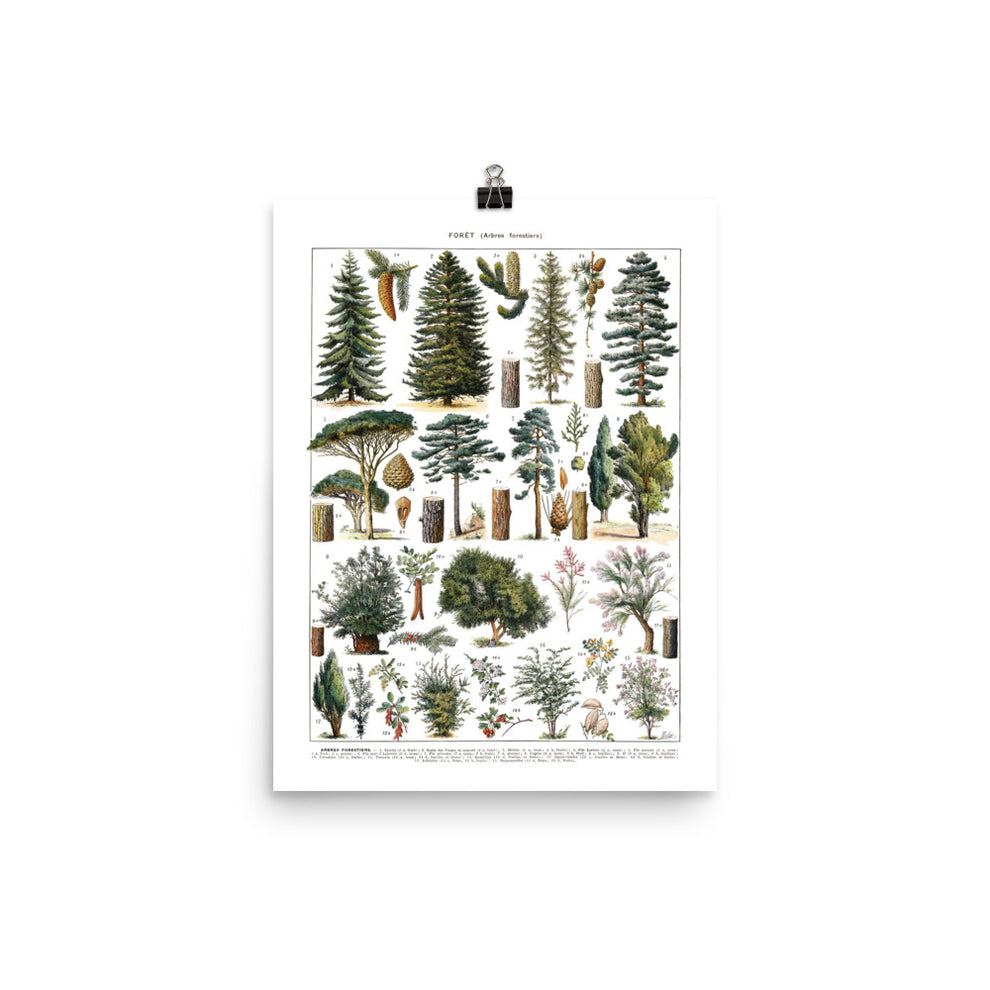 Large forest trees botanical poster. Pines & wild shrubs by Adolphe Mi
