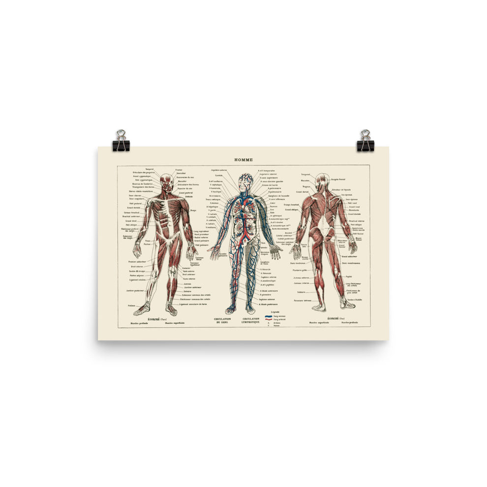 Large Human Anatomy Poster