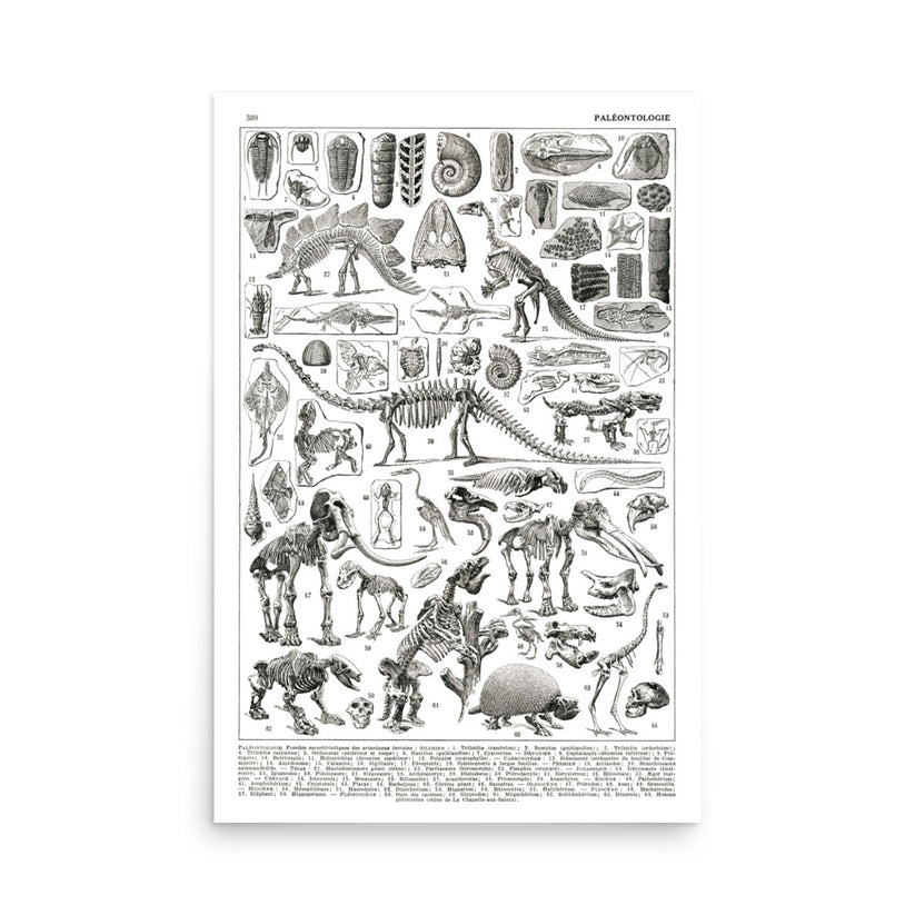 Large Paleontology Poster - Prehistory / Dinosaurs