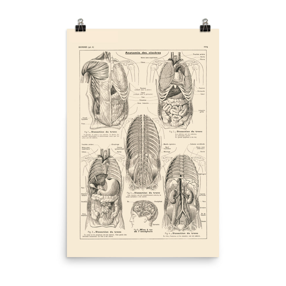 Medical anatomy poster - Viscera / torso