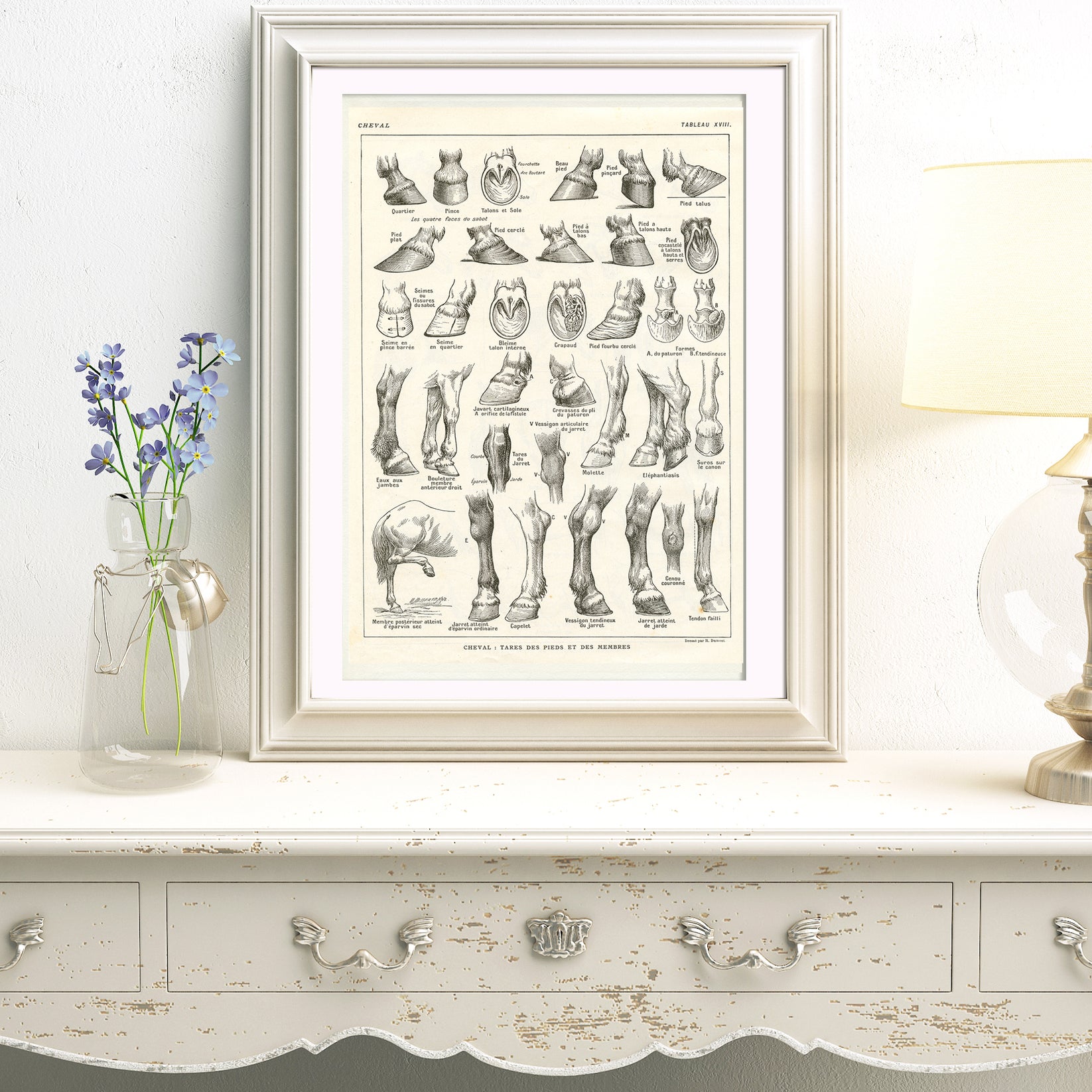 1921 Antique horse leg/back conformation print