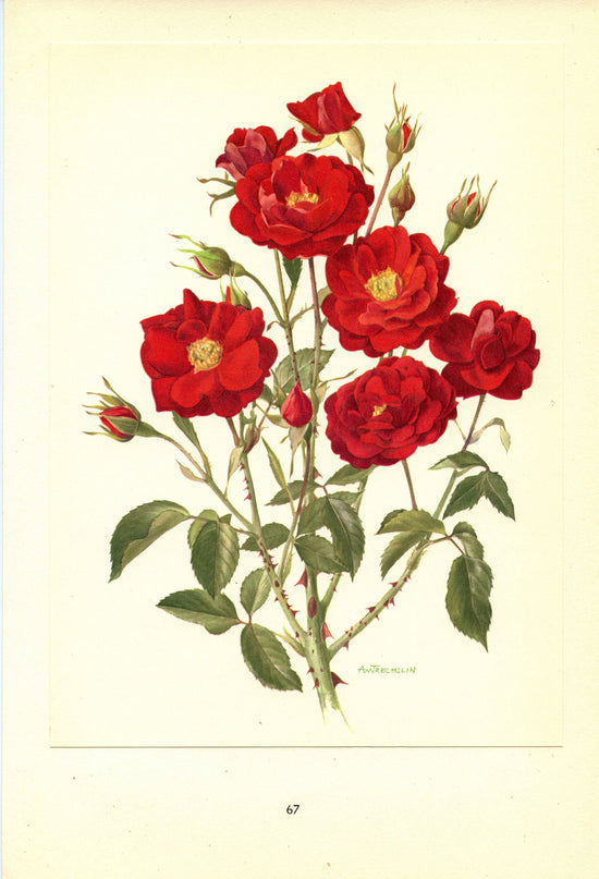 1962 Moulin Rouge Rose Botanical Print