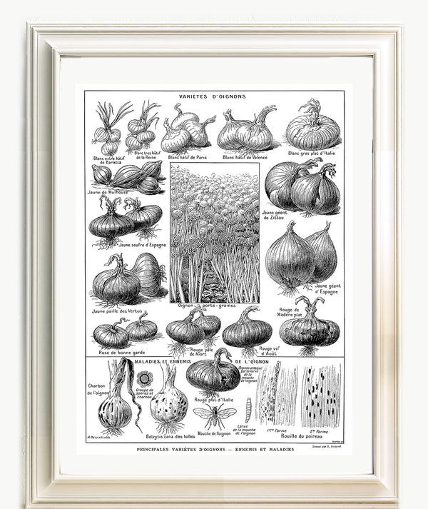 Onion Botanical Poster
