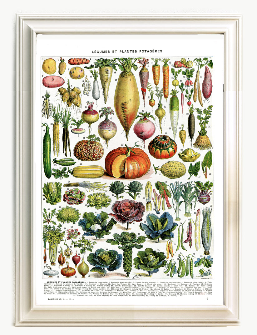 Large Vegetables chart poster kitchen decor Adolphe Millot