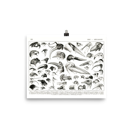 Horizontal Bird beaks poster by Adolphe Millot for Ornithology Science