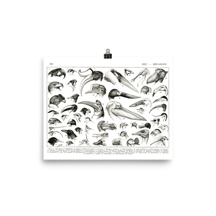 Horizontal Bird beaks poster by Adolphe Millot for Ornithology Science