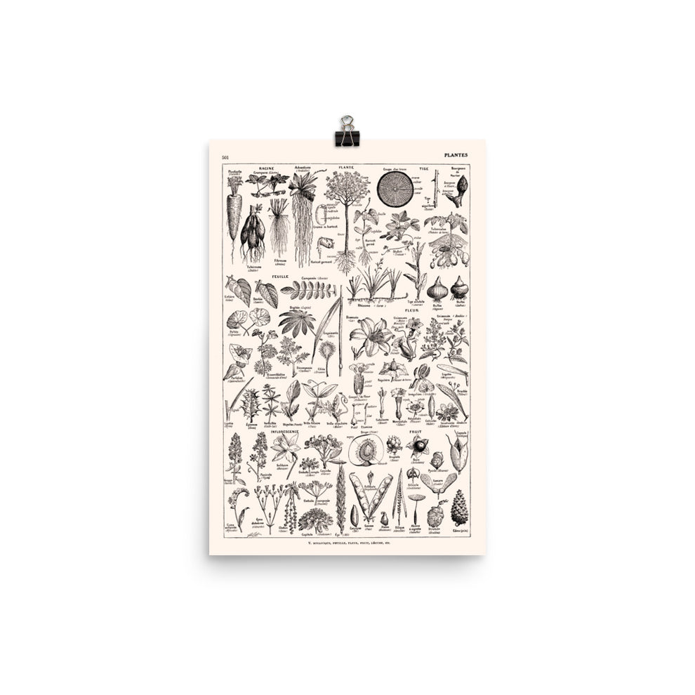 Large Scientific Botanical Plants Poster