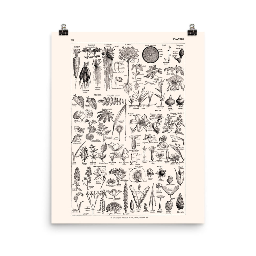 Large Scientific Botanical Plants Poster