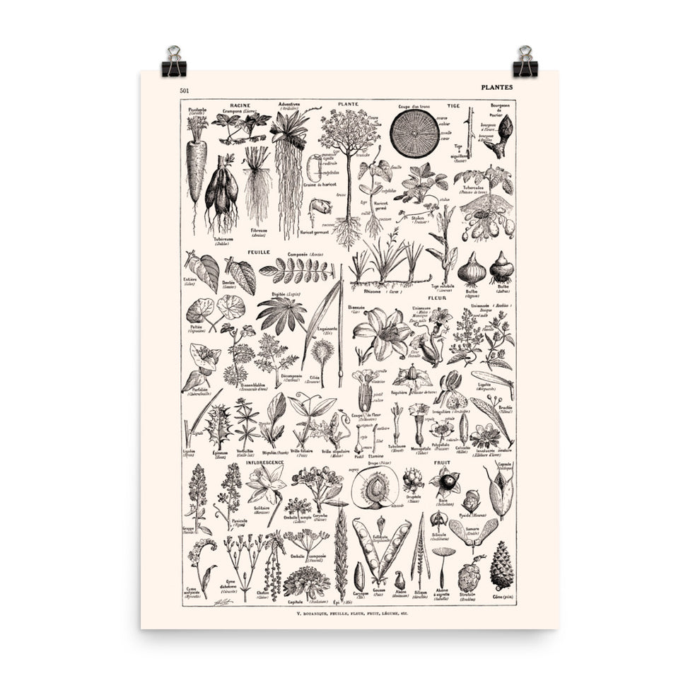 Large Scientific Botanical Plants Poster