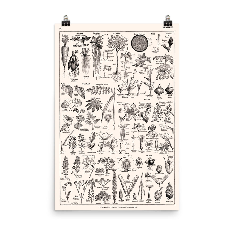 Large Scientific Botanical Plants Poster