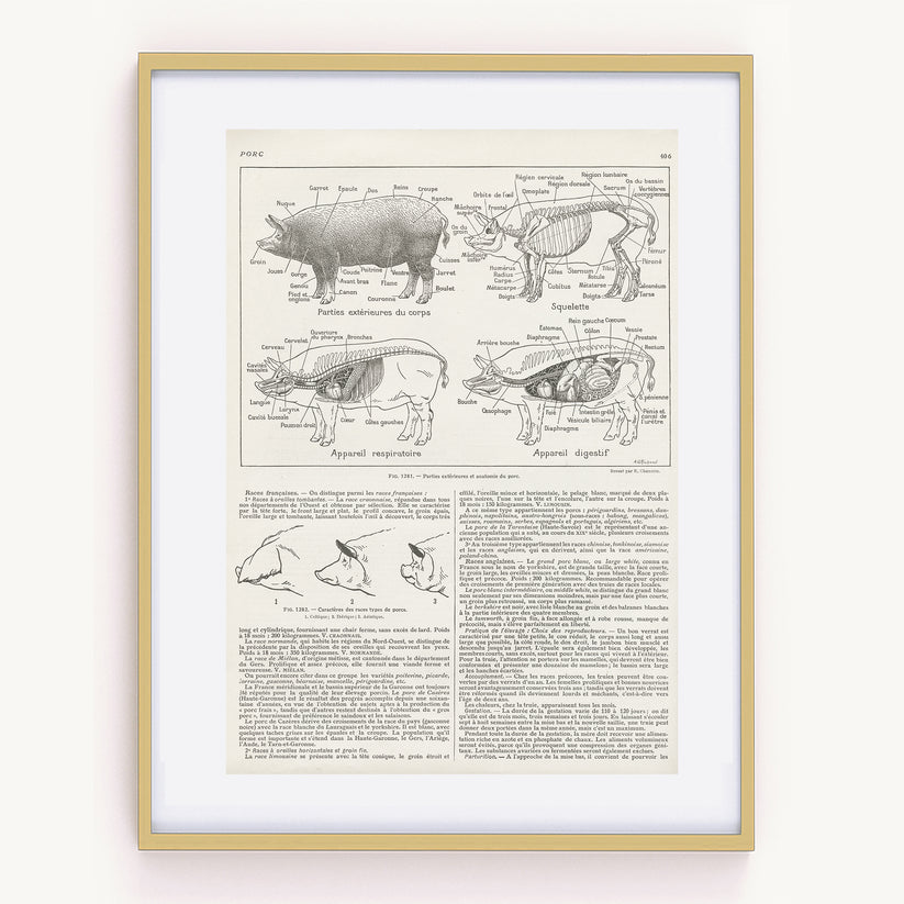 1921 Antique Pig Anatomy Diagrams