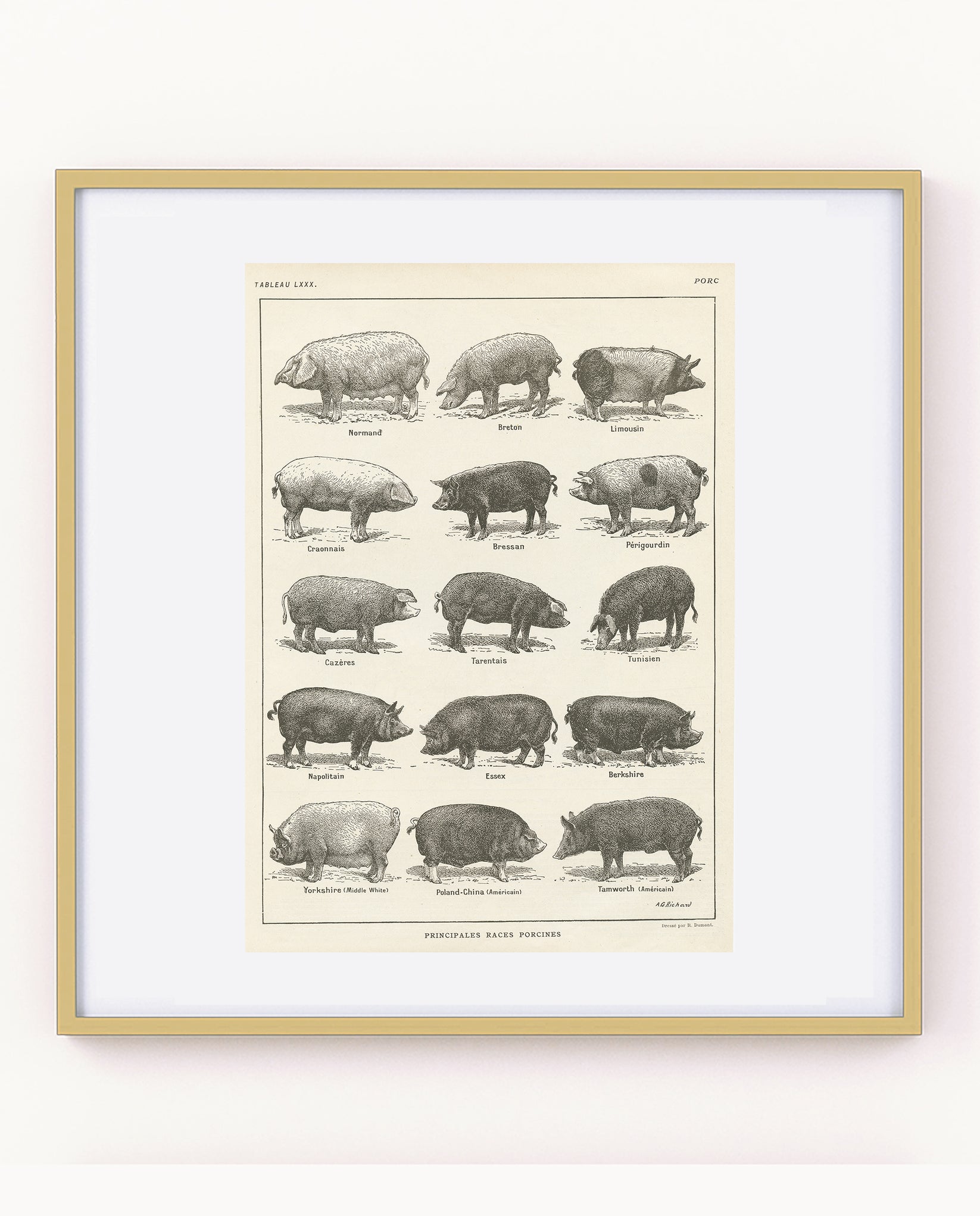 Antique French Pigs Breeds Chart
